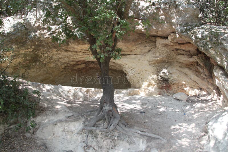 Tree with Visible Roots Over a Natural Cave Stock Image - Image of root ...