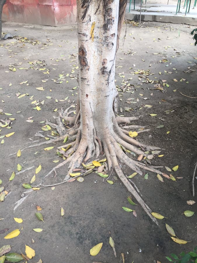 Tree with Visible Spread Roots Stock Photo - Image of upperside, home ...