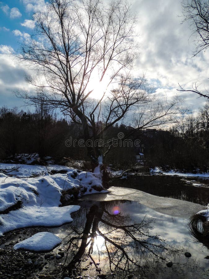 The Tree is Waiting for a Spring Stock Image - Image of rowing, park ...