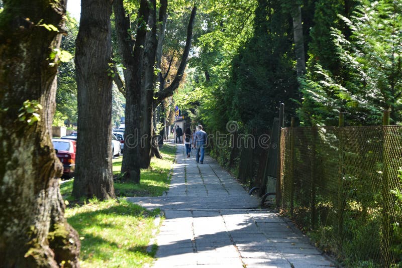 Tree Walk Path. Natural Background Editorial Stock Image - Image of ...