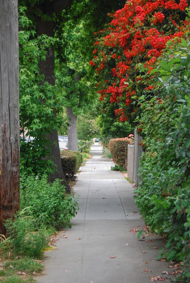 Tree on the walk way stock photo. Image of beautiful - 75658188