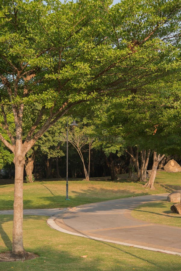 Tree Top Walk Bridge in the Valley of the Giants Stock Image - Image of ...