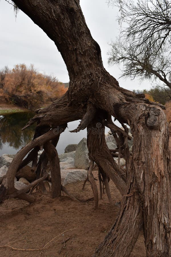 Tree walking in its roots stock photo. Image of isolated - 89420606