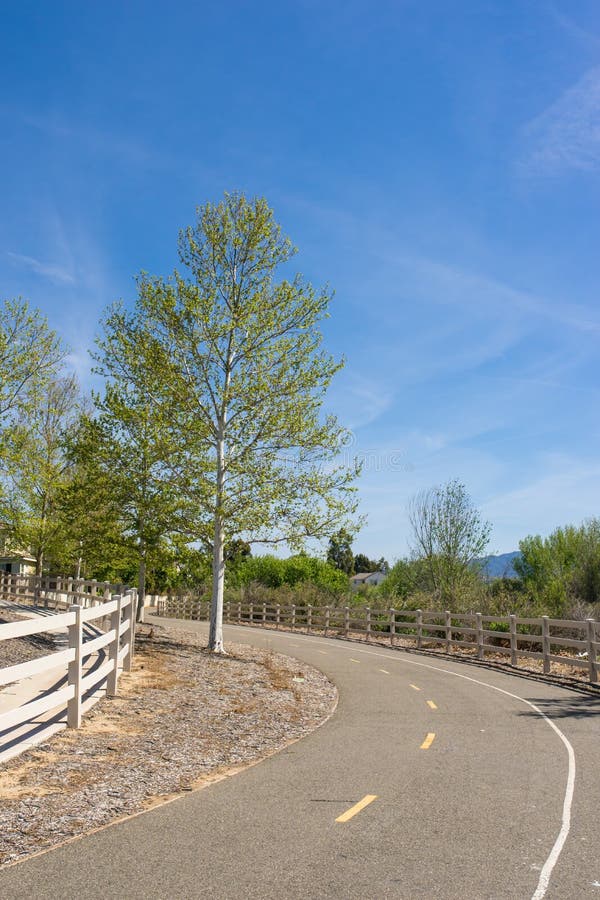 Tree on Walking Trail stock image. Image of lane, ride - 68416643