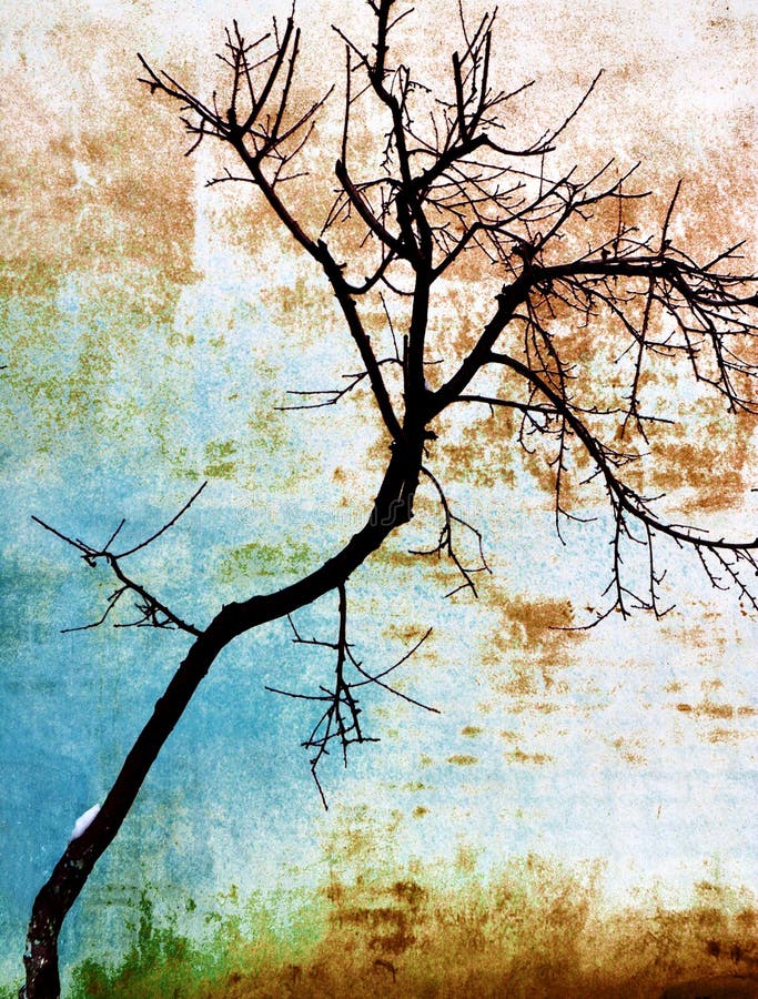 Tree on a wall stock photo. Image of branches, shaping - 7264338