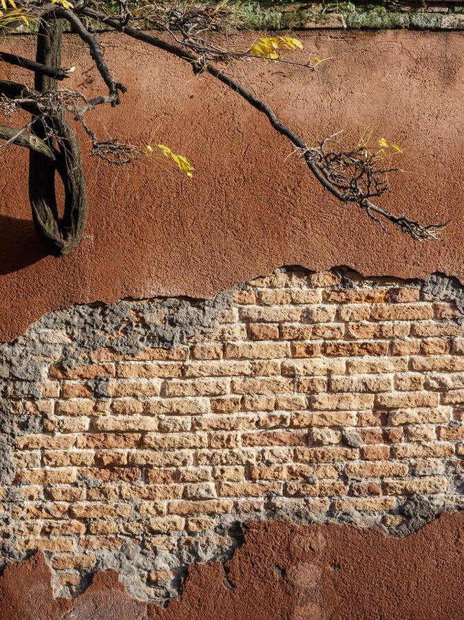 Tree in the wall stock photo. Image of stucco, brick - 350839208