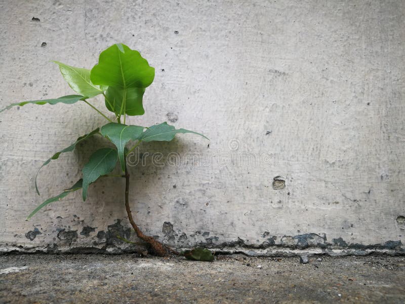 The Tree in the Wall of the Crack Stock Photo - Image of globalwarming ...