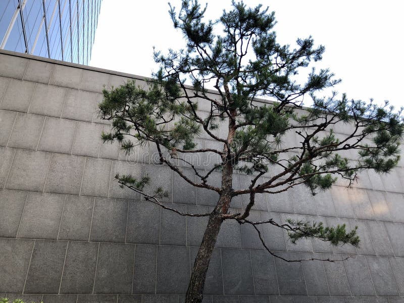 A tree and wall stock image. Image of tree, city, urban - 185594889