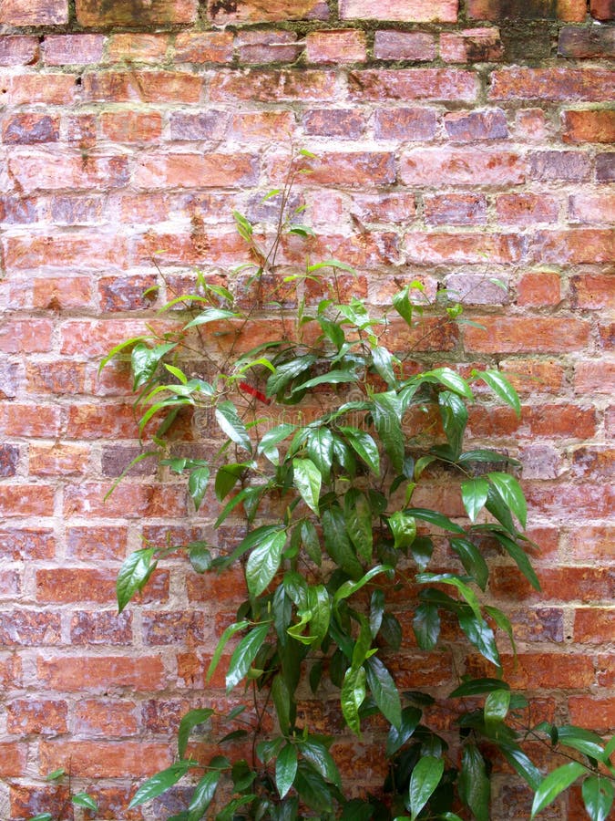 Tree and wall stock photo. Image of architecture, design - 97769216