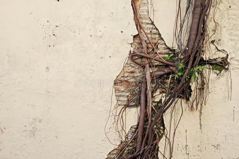 Tree in the wall. stock image. Image of horizontal, clean - 92512495