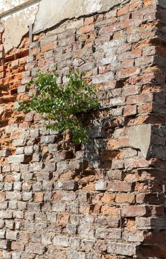 Tree on wall in stock photo. Image of grass, background - 102903468