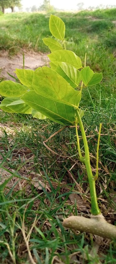 Little beautiful tree stock photo. Image of plant, tree - 222120204
