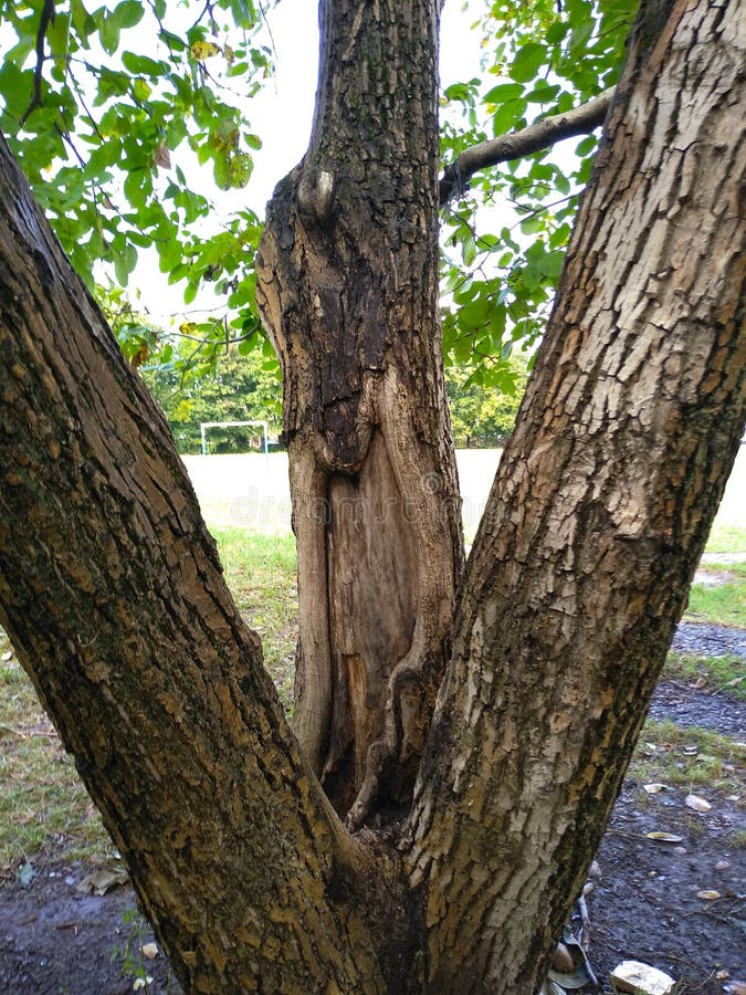 131 Walnut Trunks Stock Photos - Free & Royalty-Free Stock Photos from ...