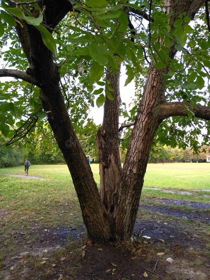 Tree of the Walnut in the Fall. Stock Image - Image of bark, tree ...