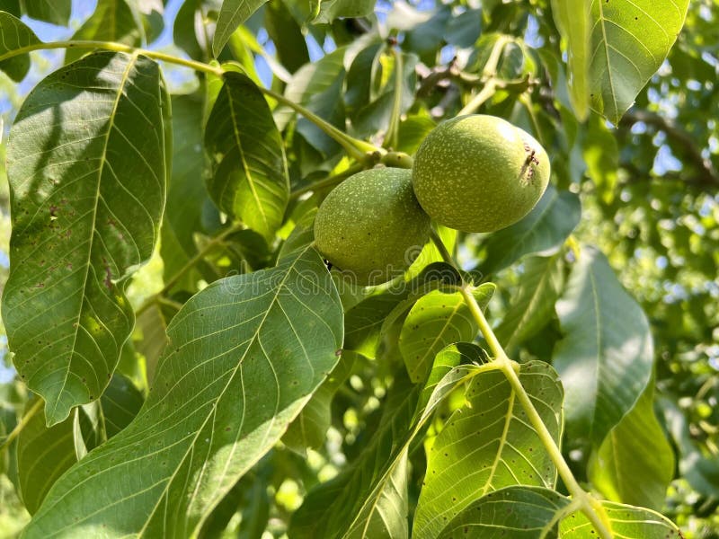 Tree with Walnut Green Walnut Tree Stock Image - Image of berry, nature ...