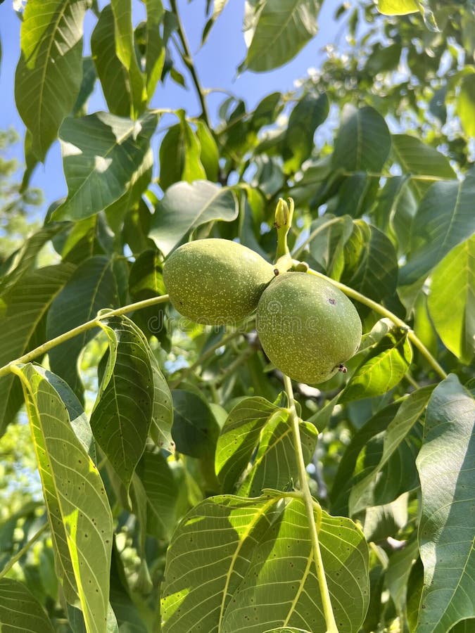 Tree with Walnut Green Walnut Tree Stock Photo - Image of omega3, white ...