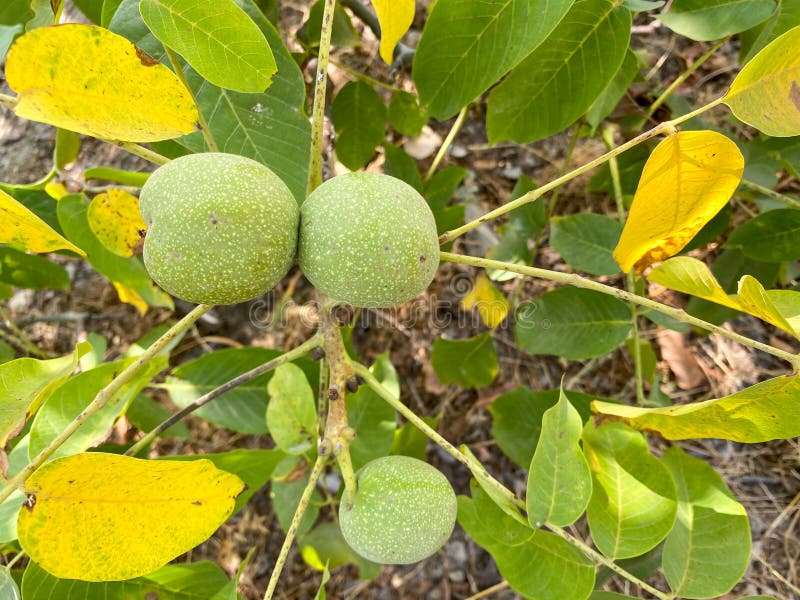 Tree of Walnuts. Young Walnuts on the Tree Stock Photo - Image of ...
