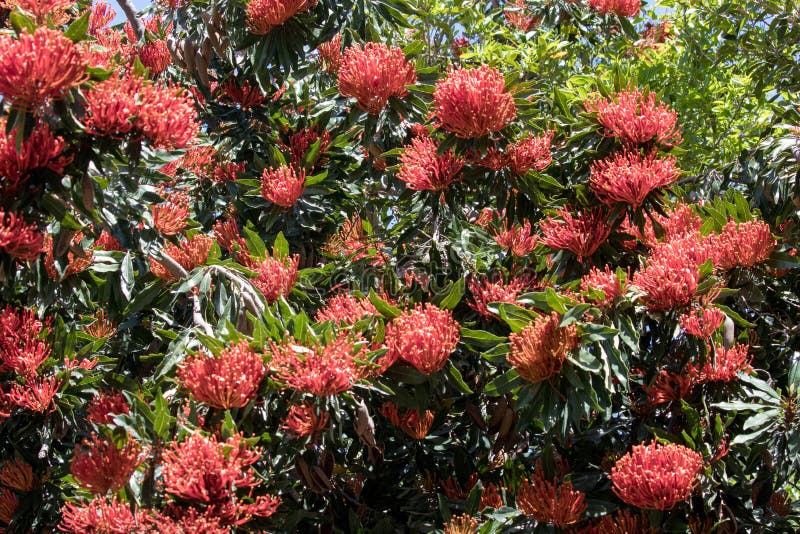Tree Waratah stock image. Image of australia, flammeum - 192047981