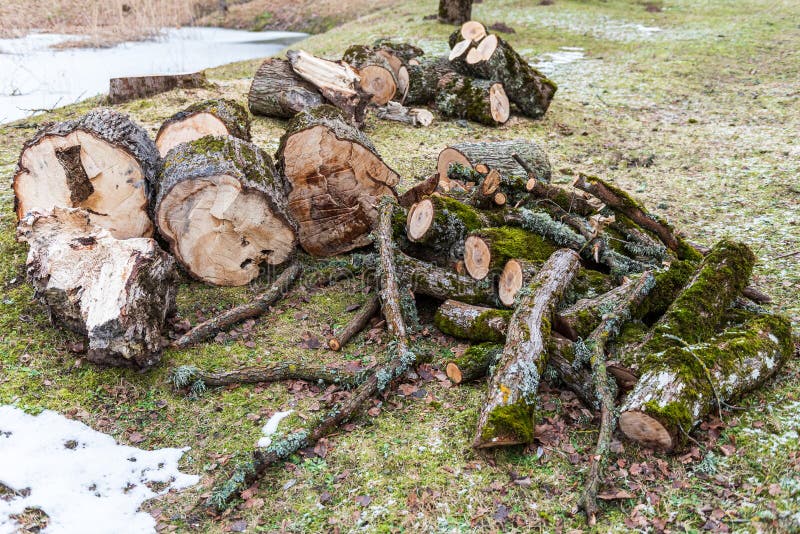 The Tree Was Cut into Blocks after the Storm Stock Image - Image of ...