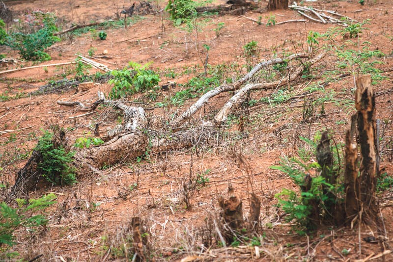 The Tree that Was Cut and Destroyed Stock Photo - Image of industry ...