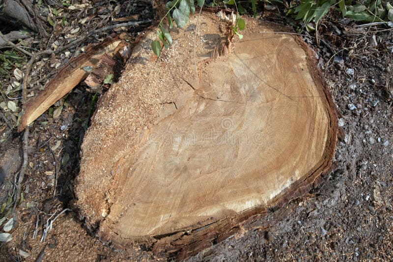 The Tree Was Cut Down Leaving only the Stump Stock Image - Image of ...