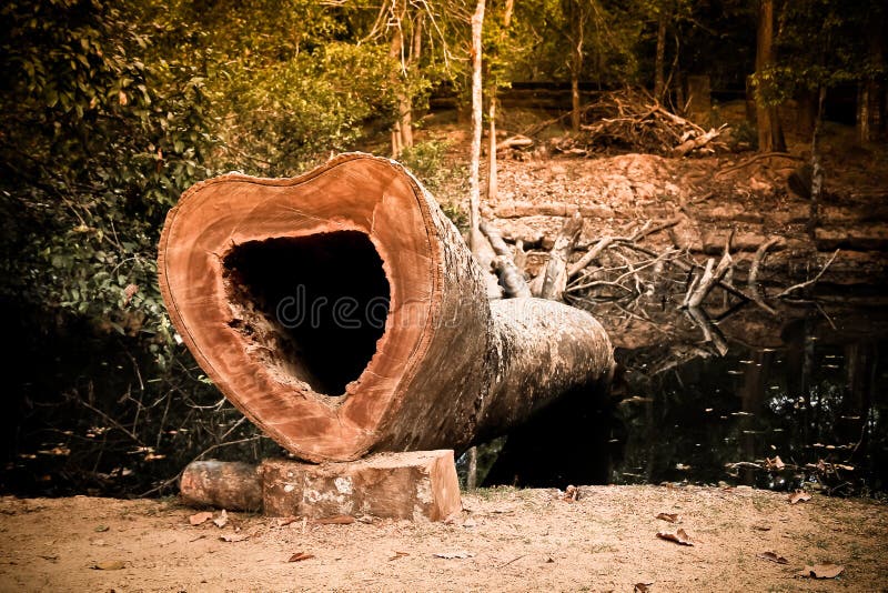 A Tree Was Cut Out Shaped Like a Heart Done with a Soft Filter Stock ...