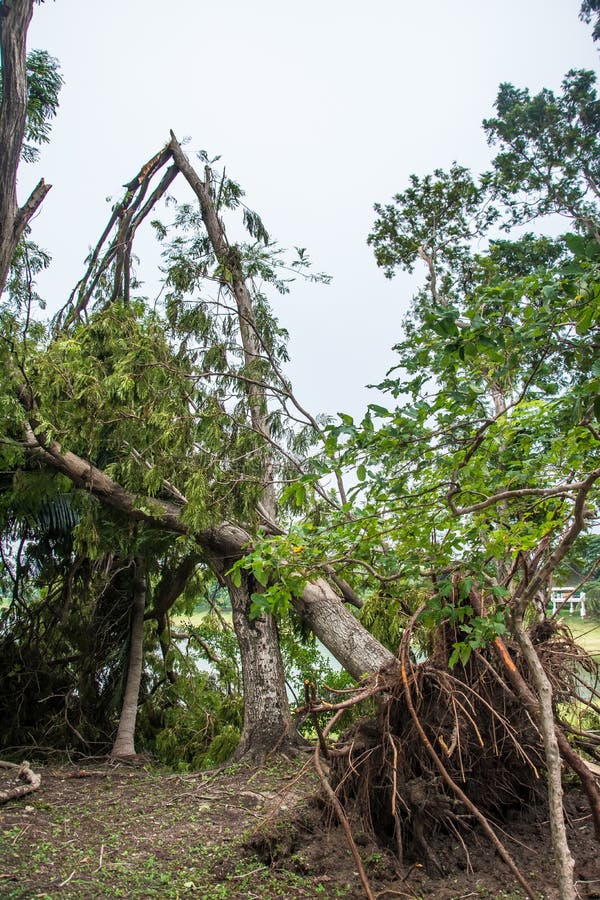 106 Typhoon Yolanda Photos - Free & Royalty-Free Stock Photos from ...