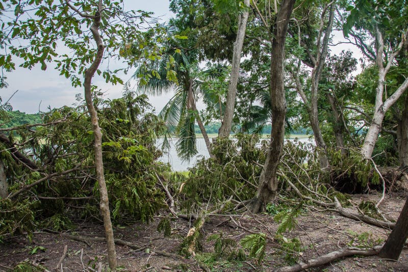 The Tree Was Destroyed by the Storm`s Intensity Stock Photo - Image of ...
