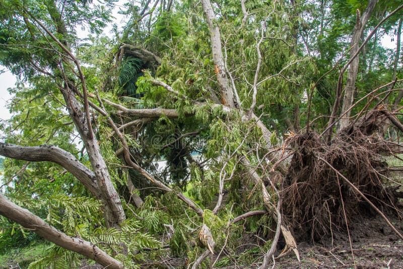 The Tree Was Destroyed by the Storm`s Intensity Stock Photo - Image of ...