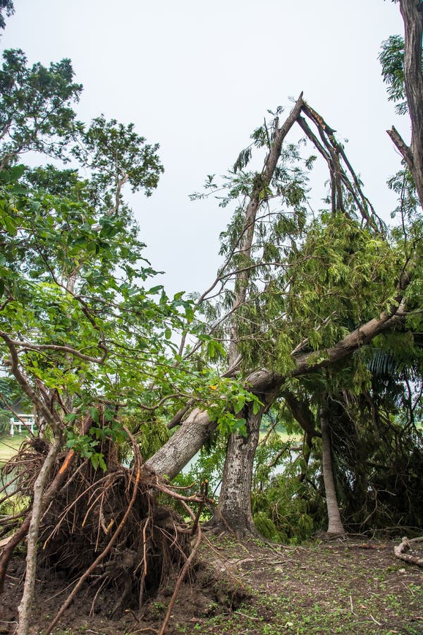 The Tree Was Destroyed by the Storm`s Intensity Stock Image - Image of ...