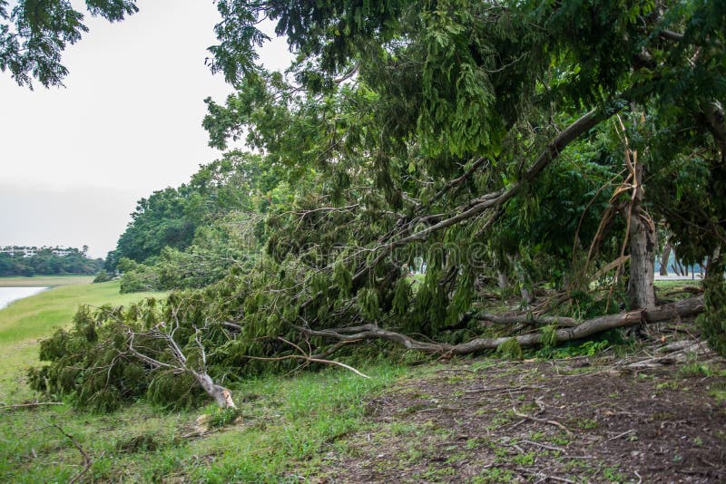 The Tree Was Destroyed by the Storm`s Intensity Stock Photo - Image of ...