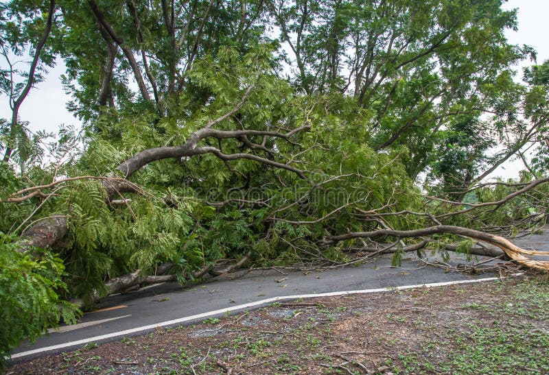The Tree Was Destroyed by the Storm`s Intensity Stock Photo - Image of ...