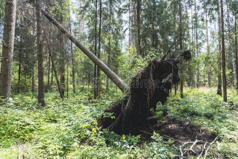 A Tree Was Felled in the Forest from a Strong Wind. Storm Damage Stock ...