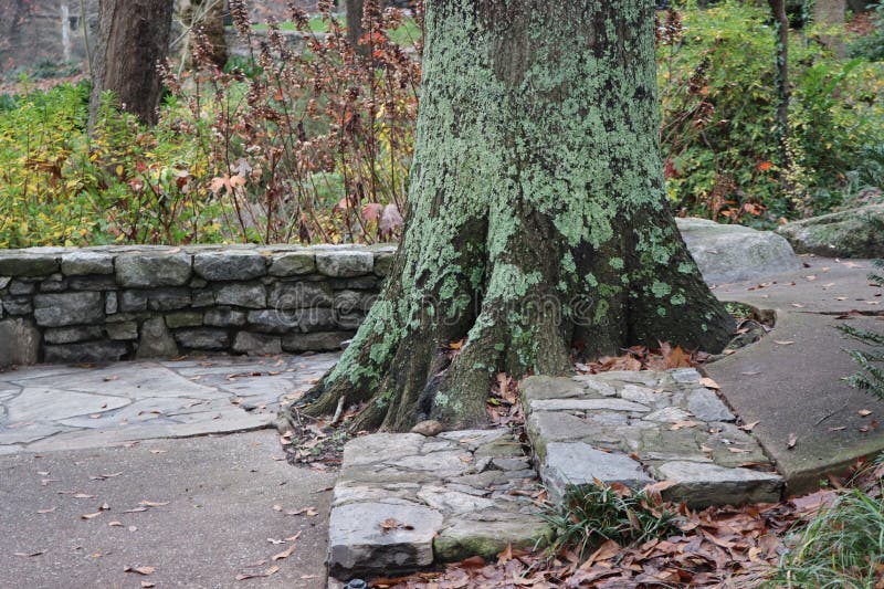 The Tree Was Here First: Tree Trunk Surrounded by Rock Wall and Steps ...