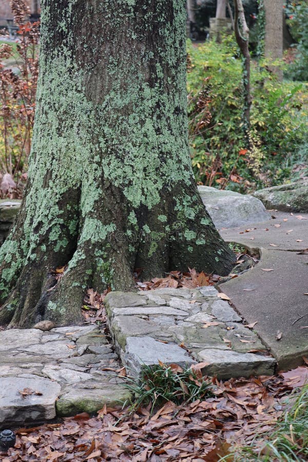 The Tree Was Here First: Tree Trunk Surrounded by Rock Wall and Steps ...