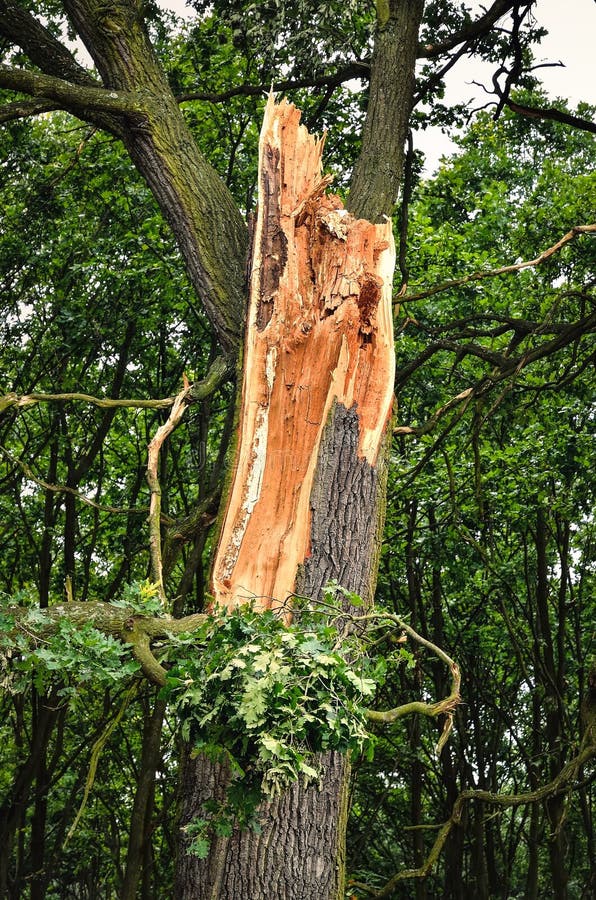 148 Lightning Damaged Tree Stock Photos - Free & Royalty-Free Stock ...