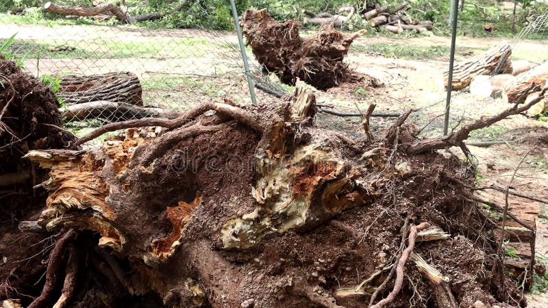 A Tree that Was Uprooted and Fell Down during a Windstorm Stock Footage ...