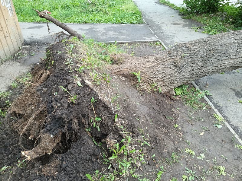 Tree Was Uprooted Strong Wind Hurricane Tornado Stock Photos - Free ...