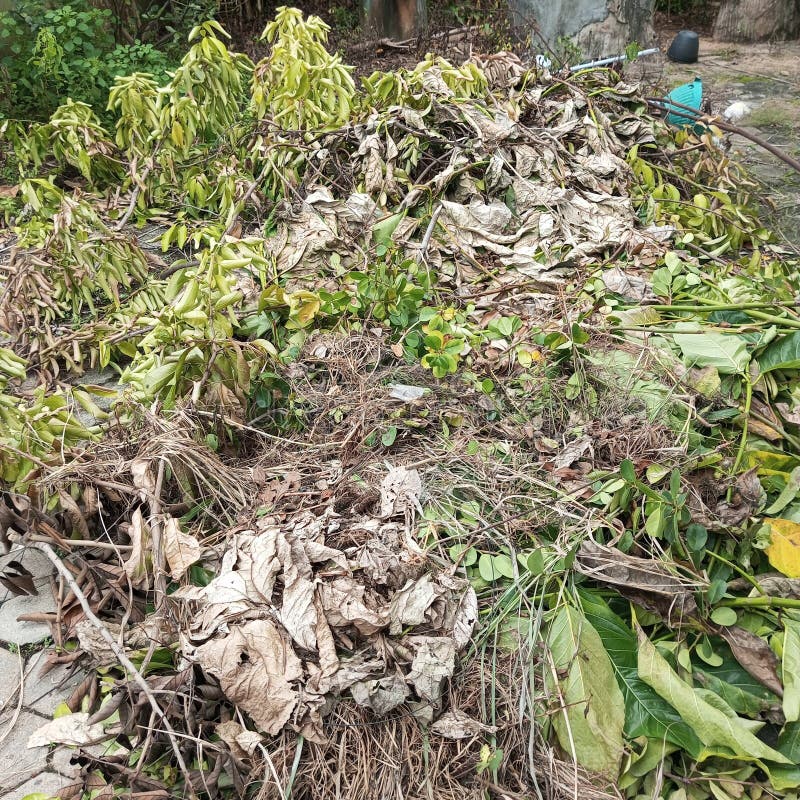 Tree waste stock image. Image of home, season, indonesia - 360888003