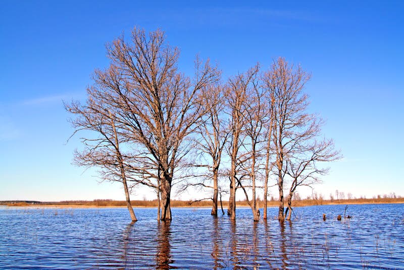 Tree in water stock photo. Image of lake, clear, peace - 11454978