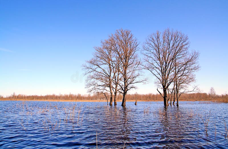 Tree in water stock photo. Image of pool, descriptive - 12072564