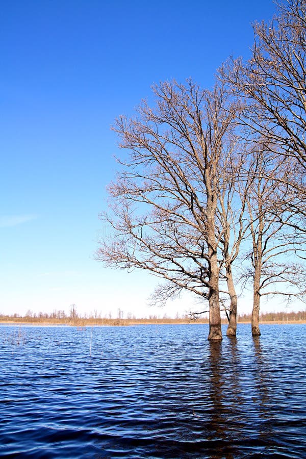 Tree in water stock image. Image of cortex, landscape - 12090487