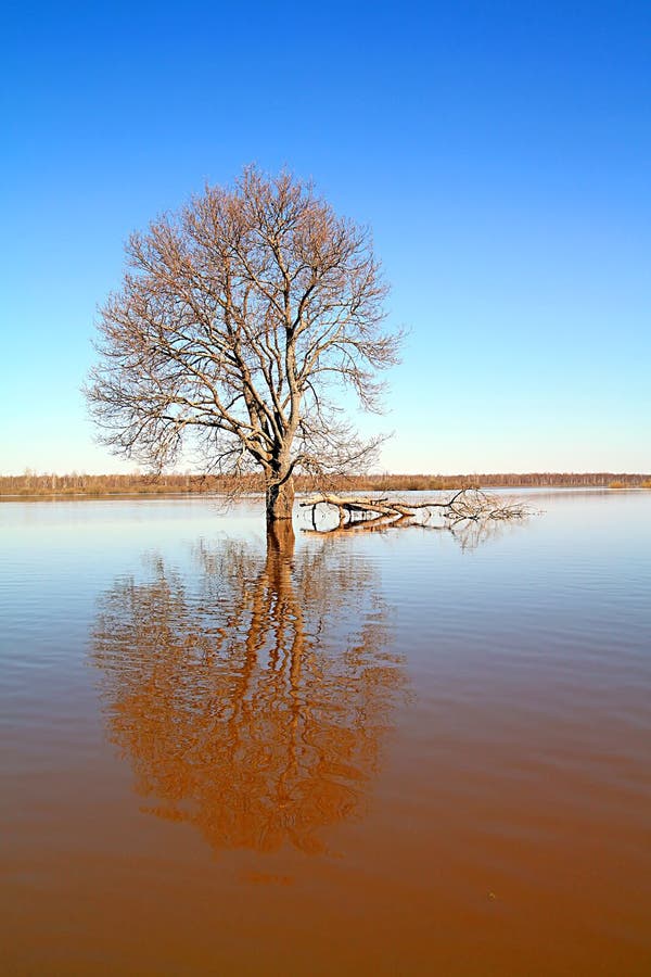 Tree in water stock image. Image of disaster, clear, reflect - 12090515