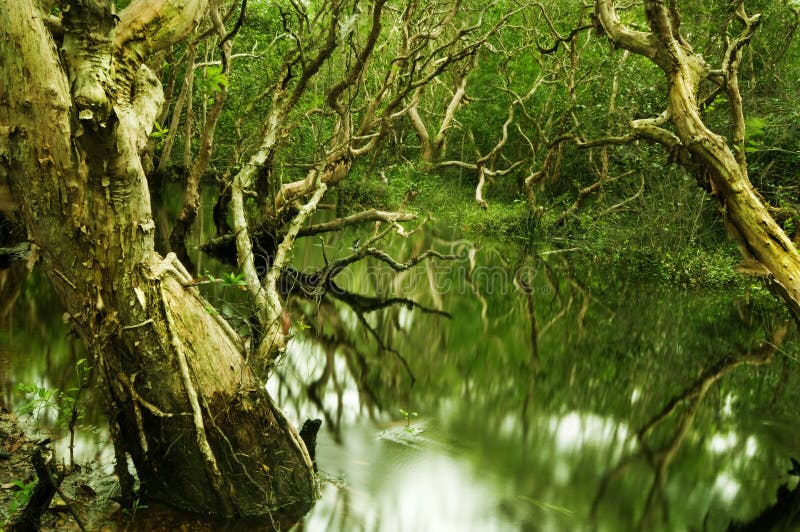 Tree roots in water stock image. Image of water, surfacing - 4779703