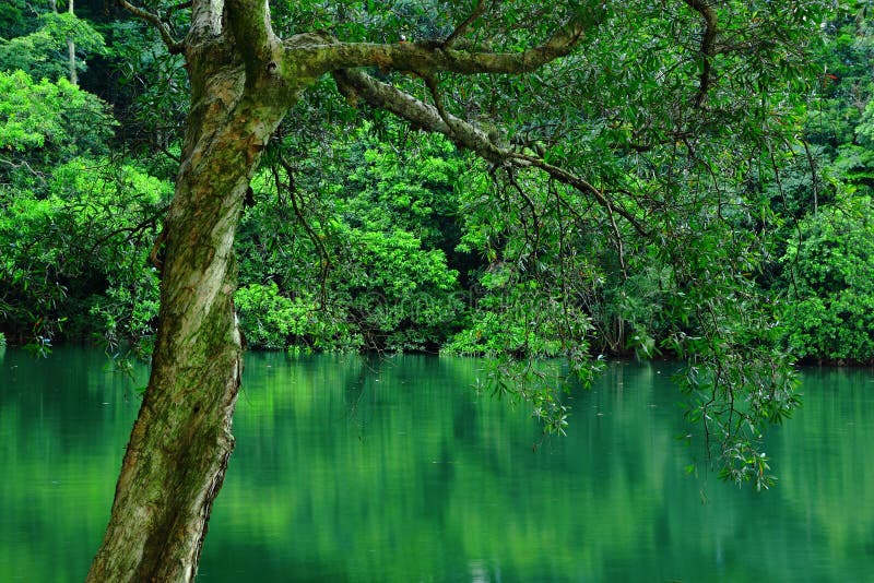 Tree in water stock photo. Image of forest, reflection - 18470652