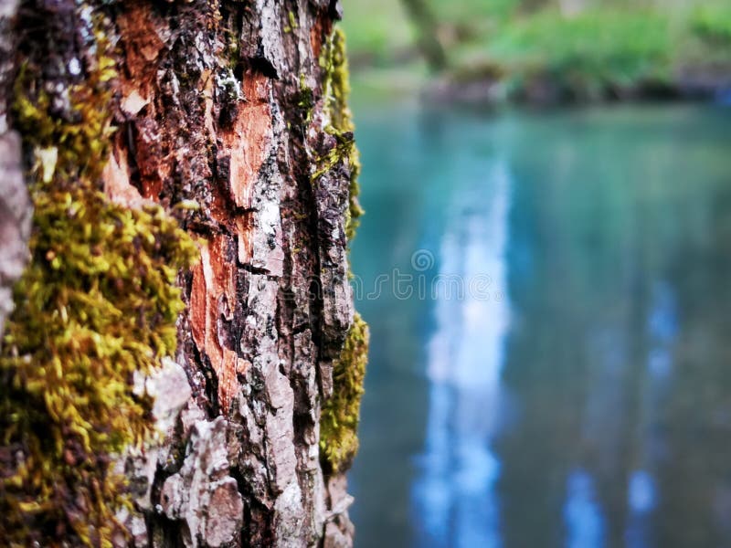 The tree by water stock photo. Image of water, branch - 200978504
