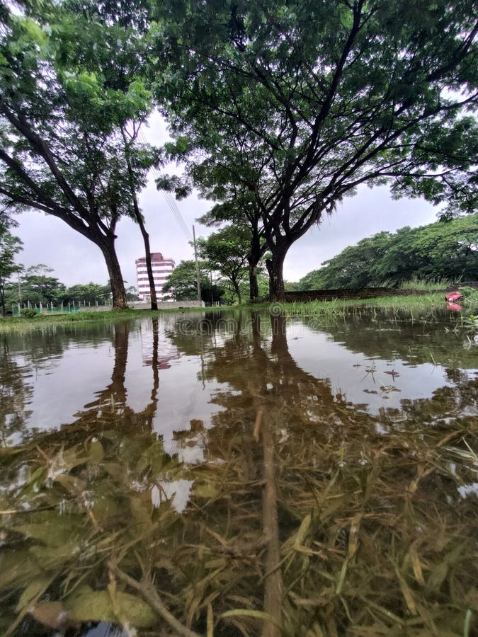 Tree in water stock photo. Image of flower, reflection - 258007738