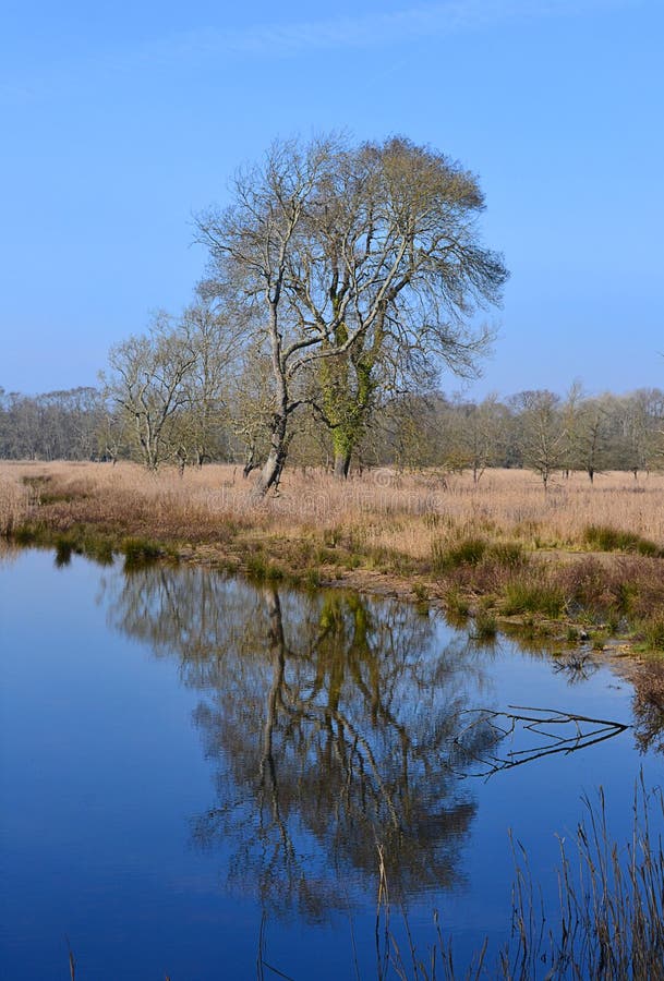 Tree and water. stock photo. Image of green, environment - 28894416
