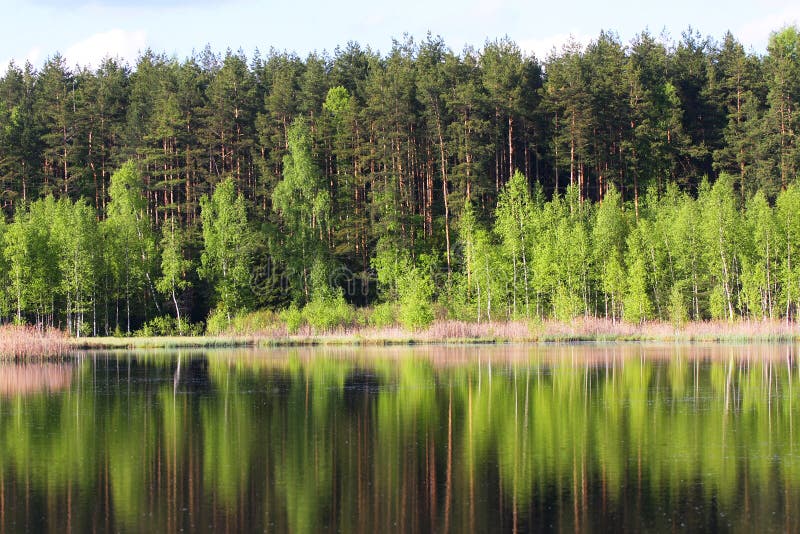 Tree and water stock image. Image of conservation, land - 5239295