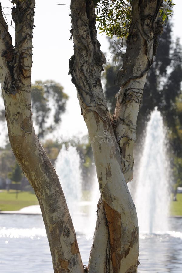 Tree with Water Fall Behind Gushing with Water in the Air Stock Image ...